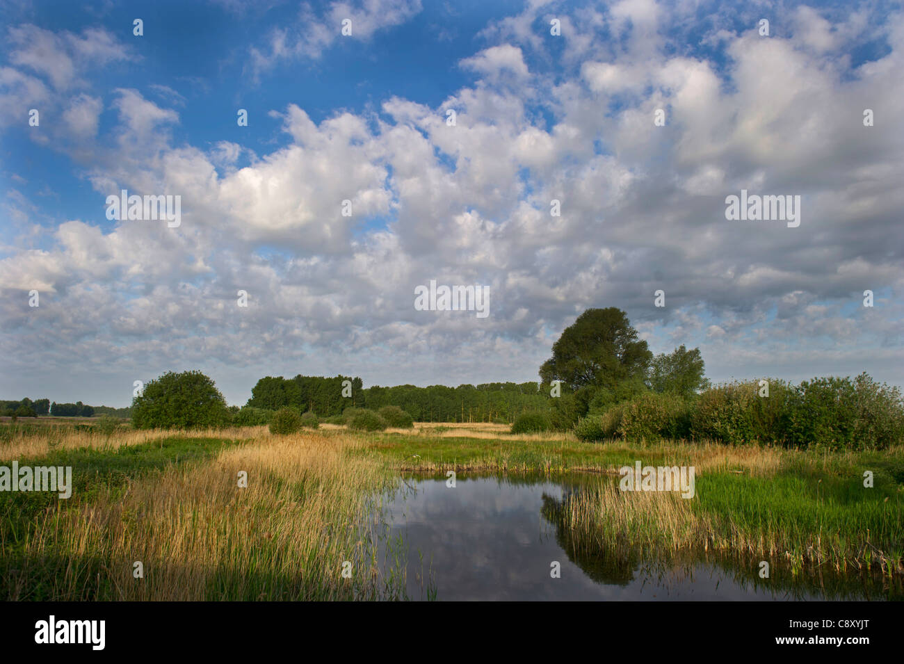 Lakenheath RSPB Reserve Suffolk Stock Photo - Alamy