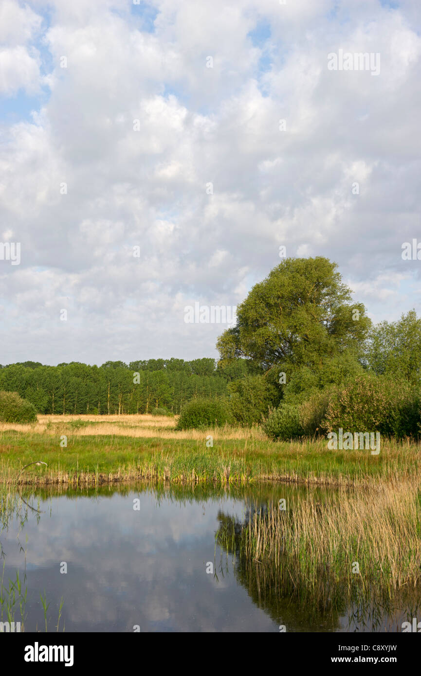 Lakenheath RSPB Reserve Suffolk Stock Photo - Alamy