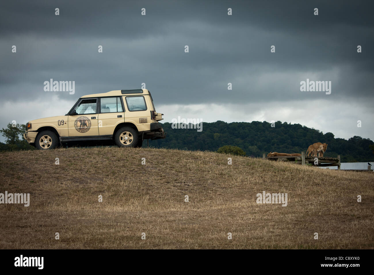 Driving through West Midlands Safari Park, photograph's of all the ...
