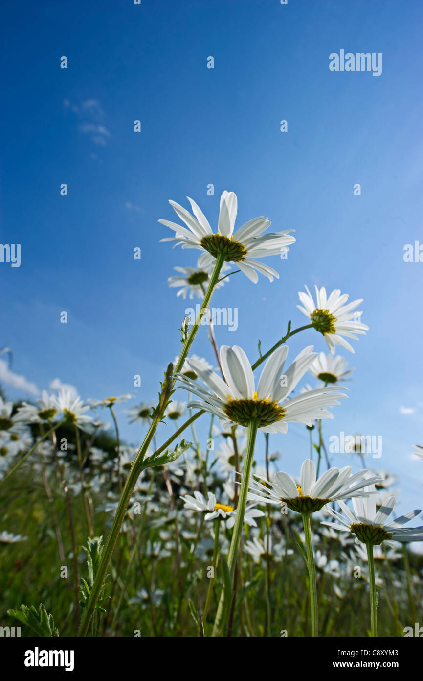 Oxeye Daisy Meadow Stock Photos & Oxeye Daisy Meadow Stock Images - Alamy