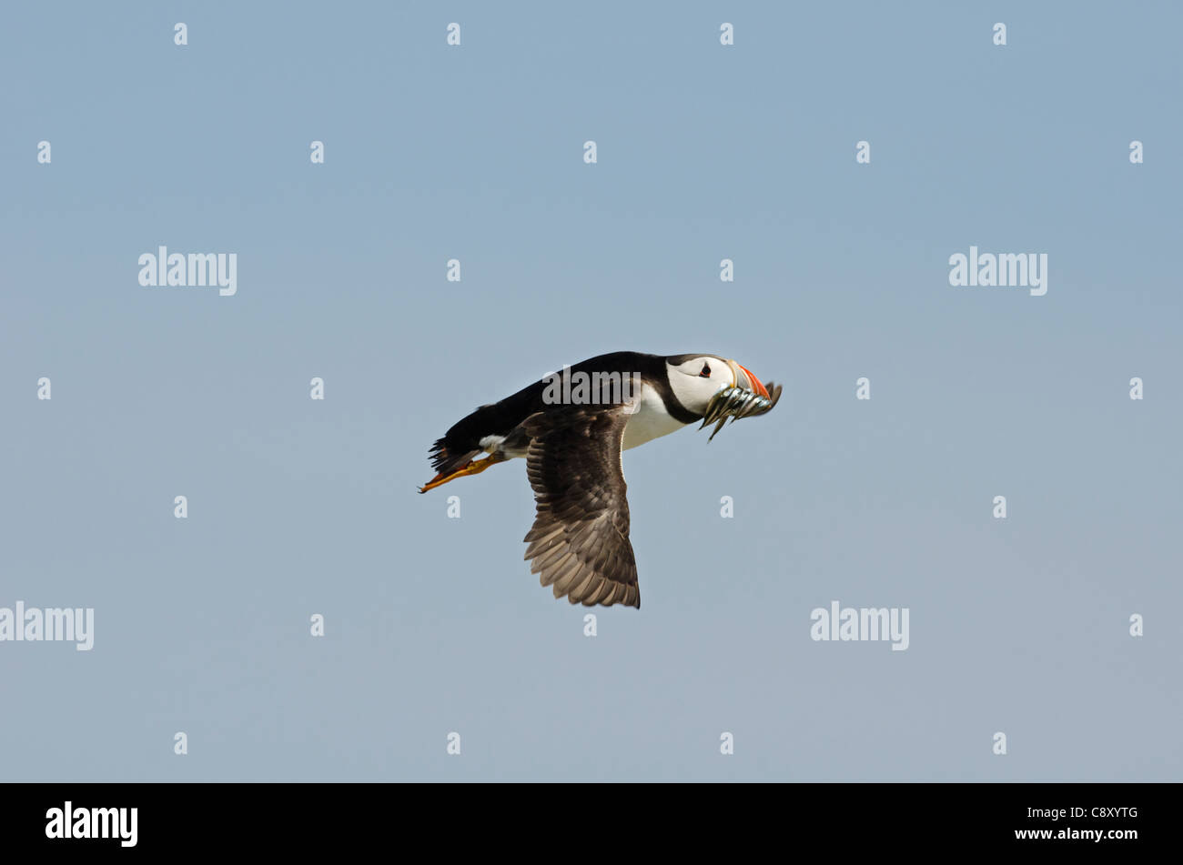 Puffin Fratercula artica with sand eels Inner Farne Island Farnes ...