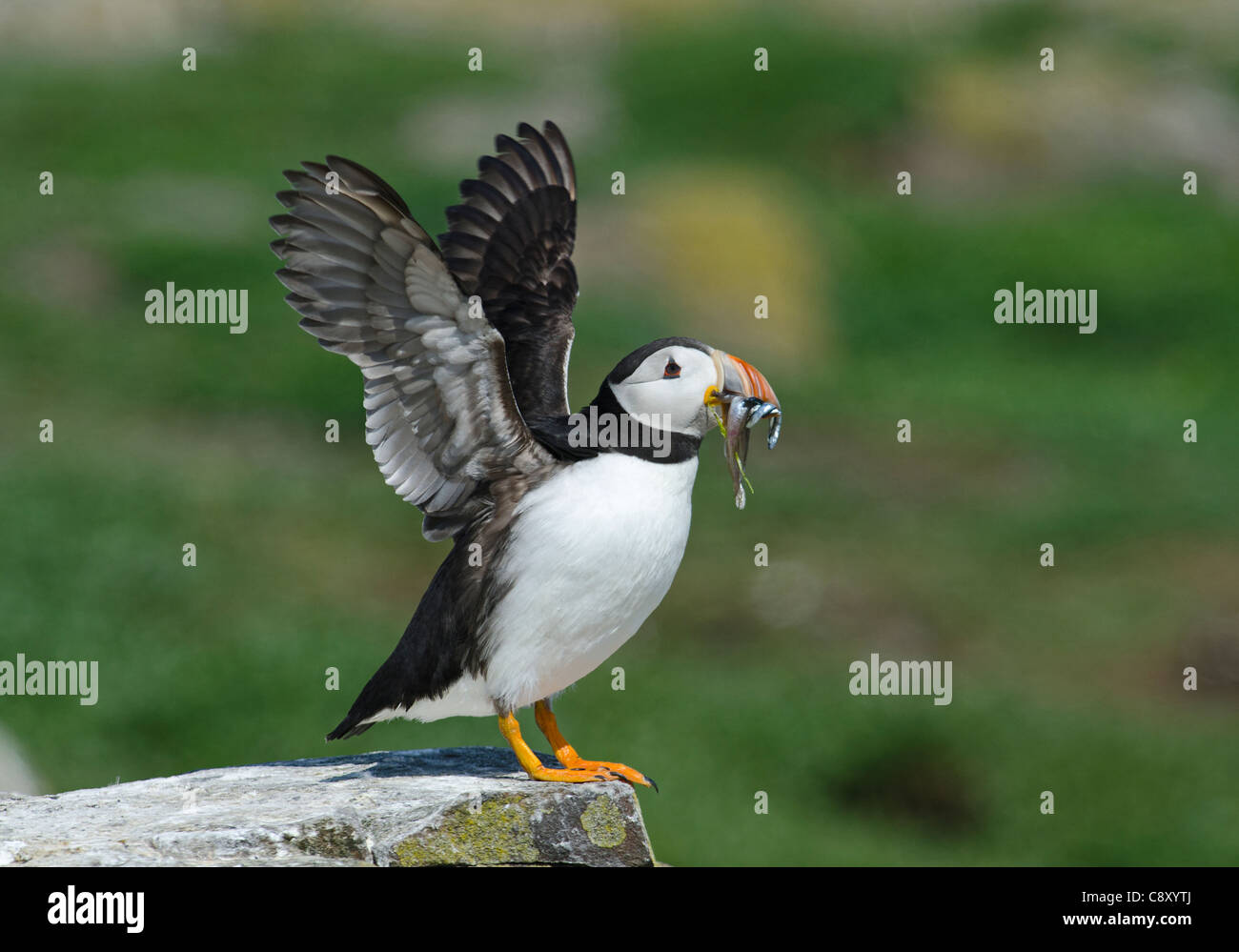 Puffin Fratercula artica with sand eels Inner Farne Island Farnes ...