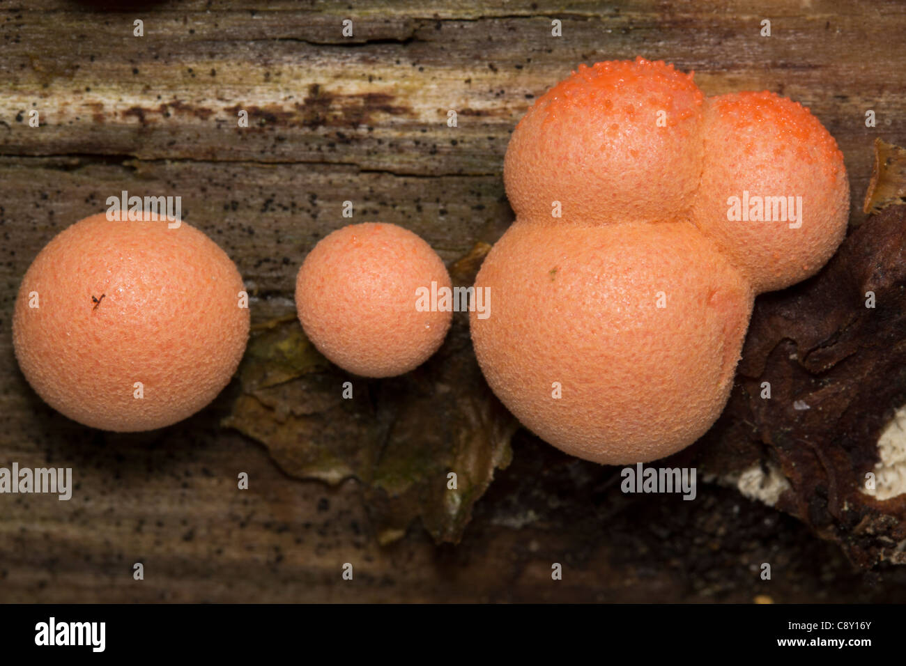 Wolf's Milk or Groening's Slime (Lycogala epidendrum) mushroom Stock ...