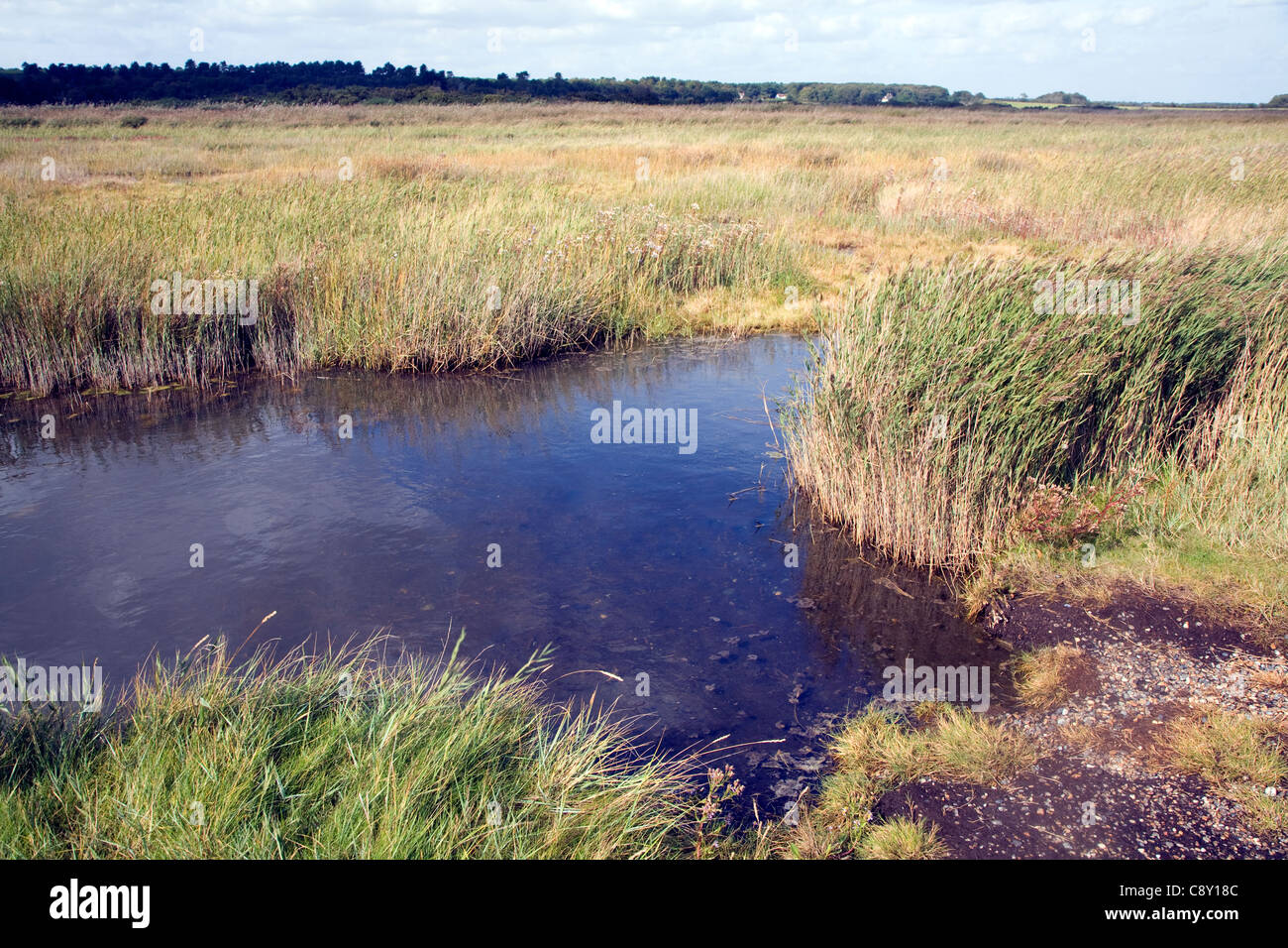 Freshwater Dingle marshes in lagoon formed by the beach bar between ...