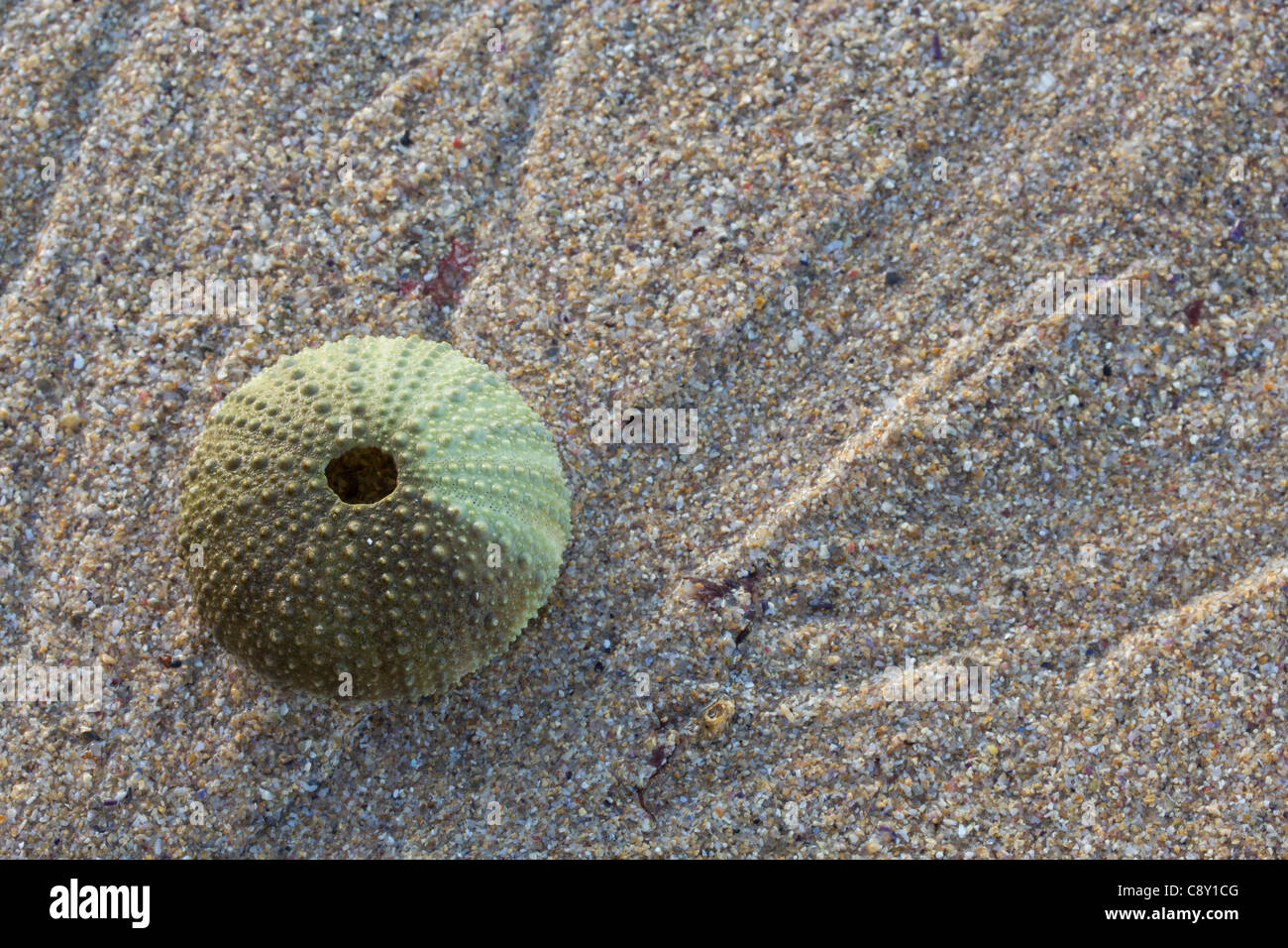 Sea urchin beach hi-res stock photography and images - Alamy