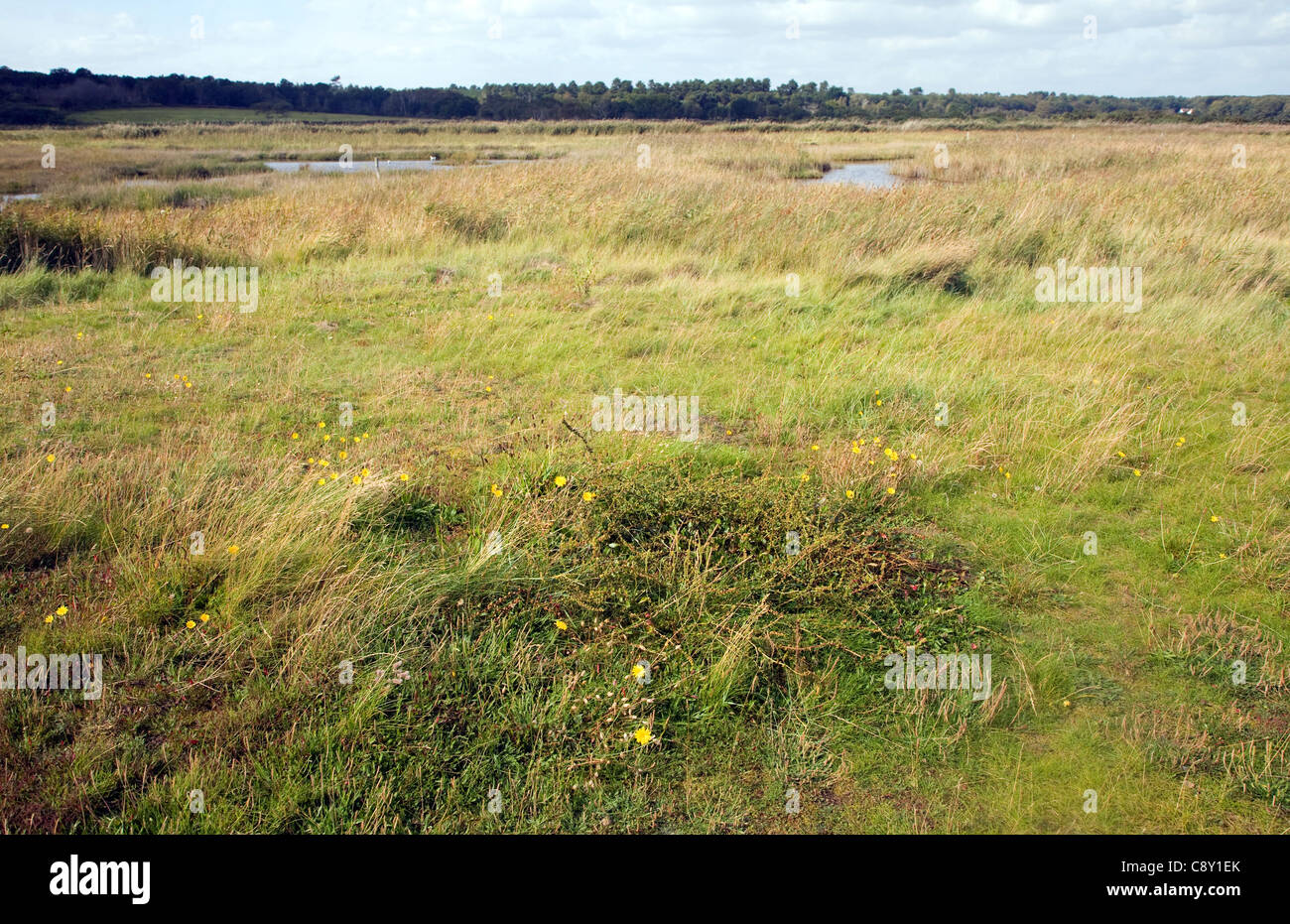 Dingle marsh hi-res stock photography and images - Alamy