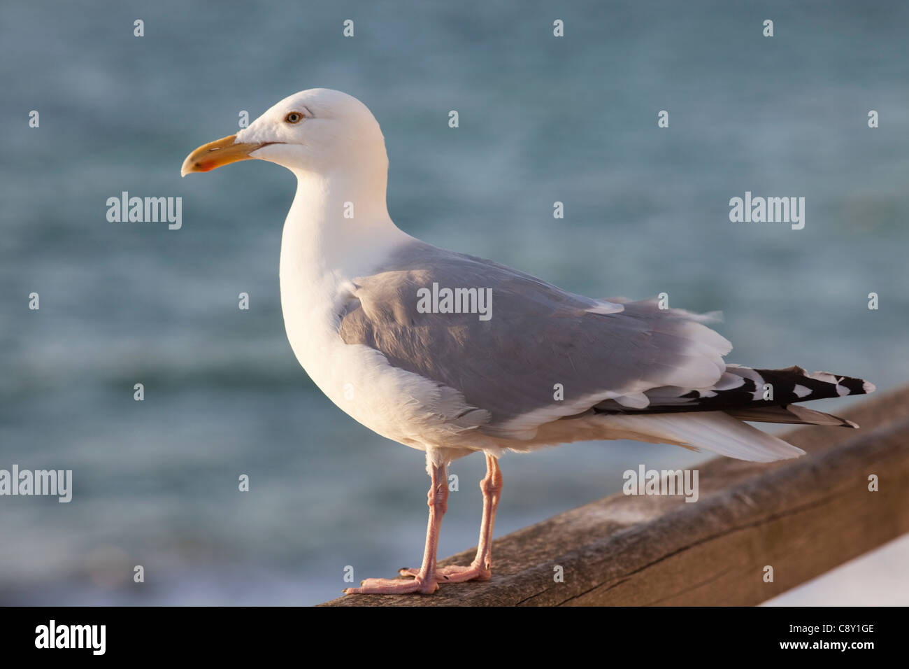 France, Normandy, Etretat, Seagull Stock Photo - Alamy