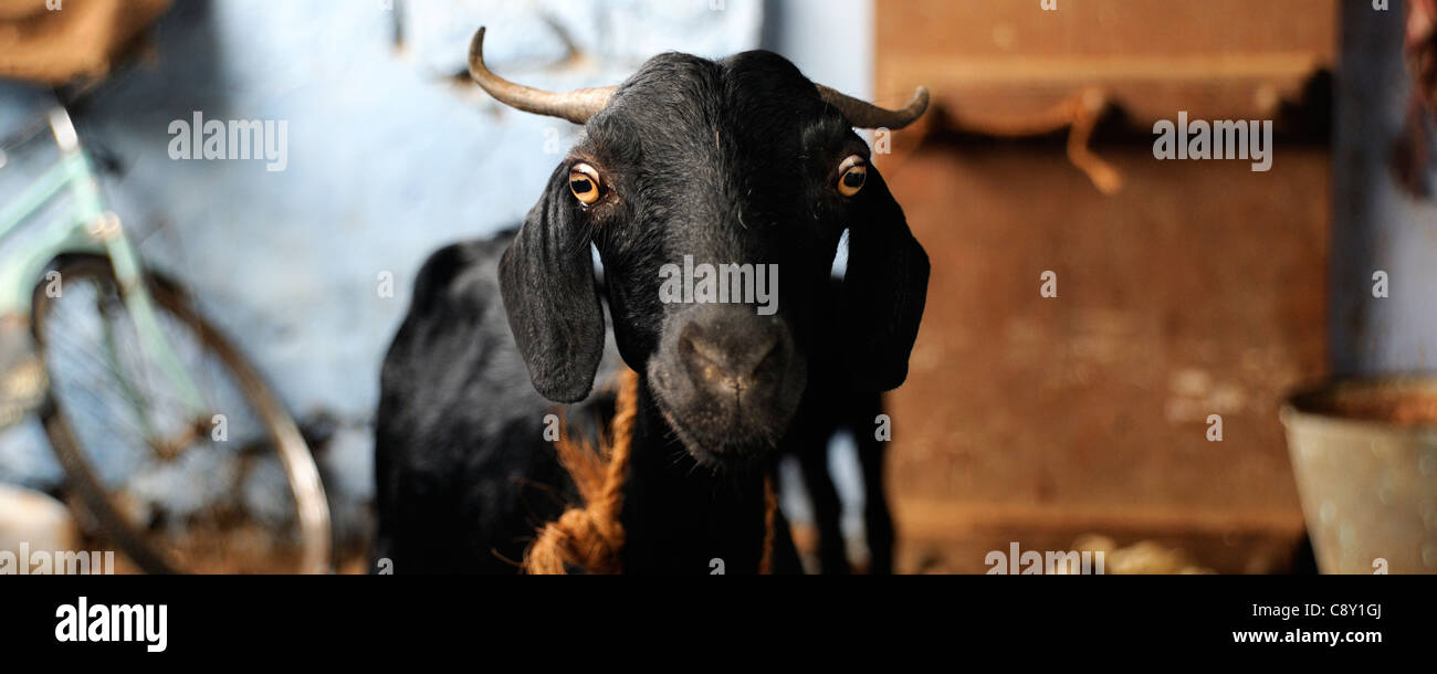 Indian domestic goat hi-res stock photography and images - Alamy