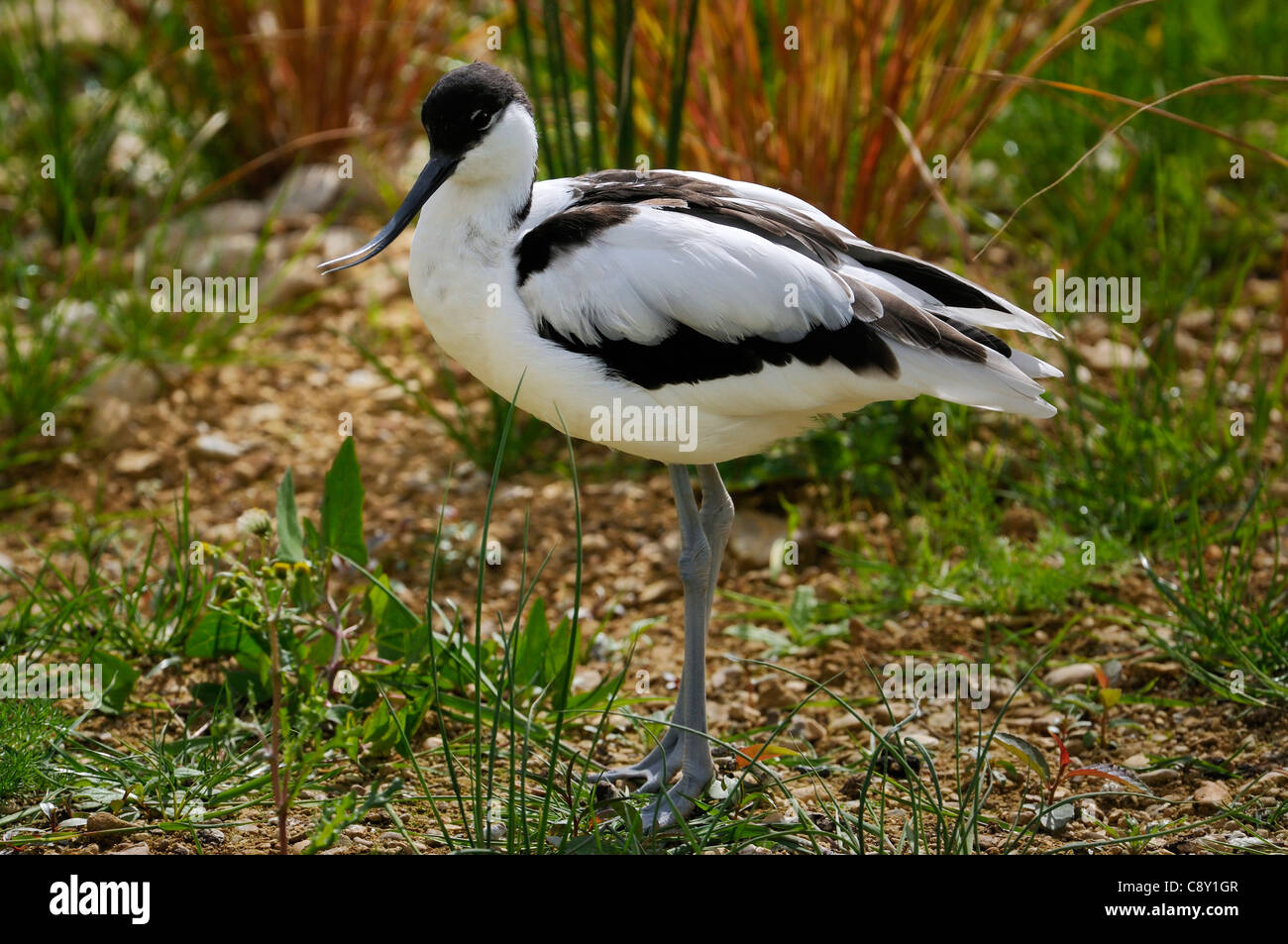 Avocet - Recurvirostra avosetta Stock Photo - Alamy