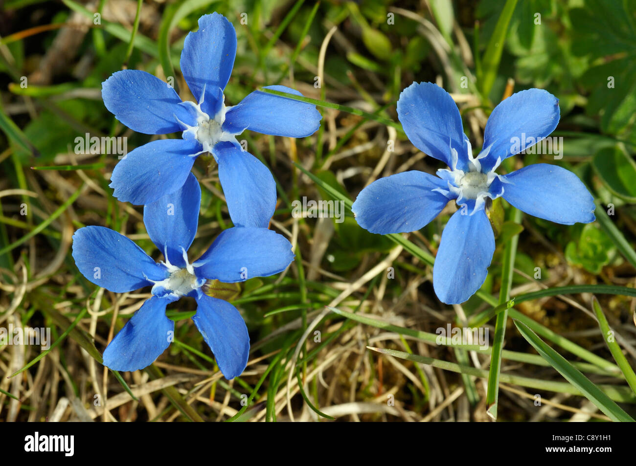Spring Gentian - Gentiana verna Three azure blue flowers, on the Burren ...