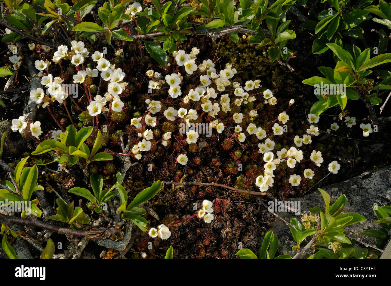 Irish Saxifrage - Saxifraga rosacea Stock Photo - Alamy