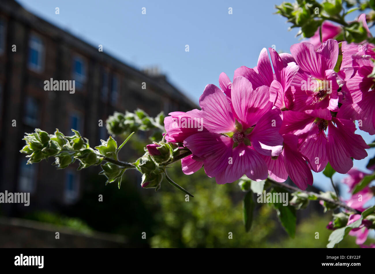 Wild roses in Central Edinburgh, Scotland Stock Photo - Alamy