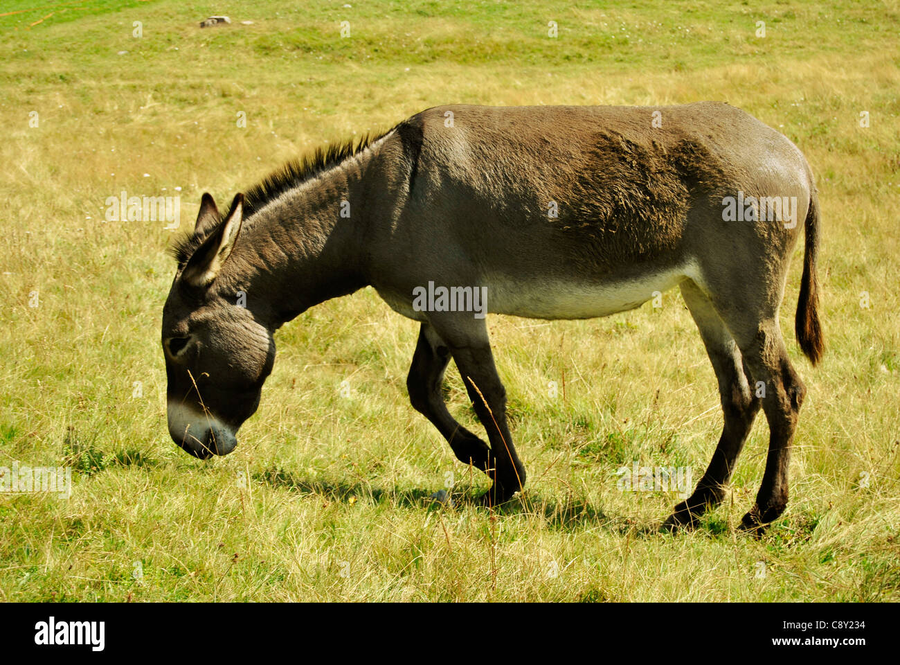 Donkey and goat italy hi-res stock photography and images - Alamy