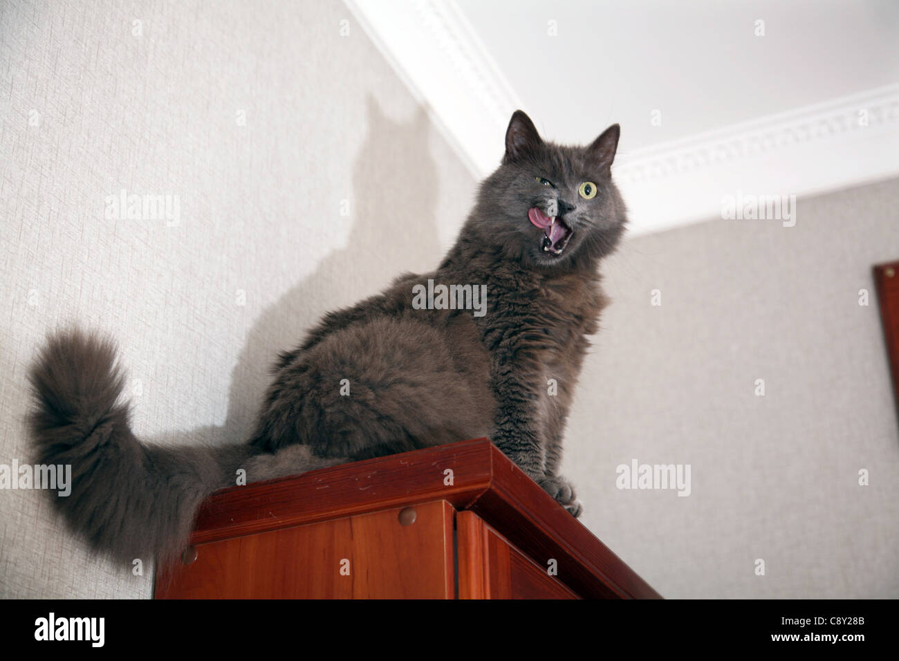 Playing cat on top Stock Photo - Alamy