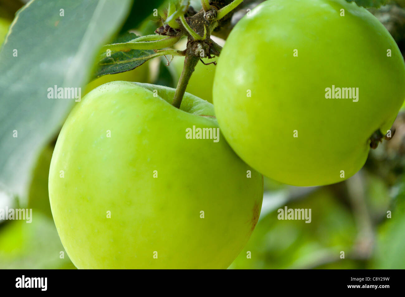 Cooking bramley apples hi-res stock photography and images - Alamy