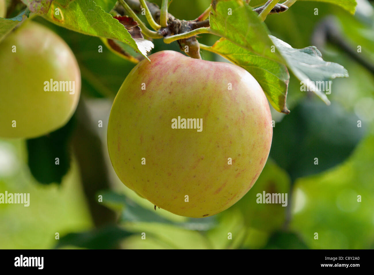 James Grieve eating apple tree in garden Stock Photo - Alamy