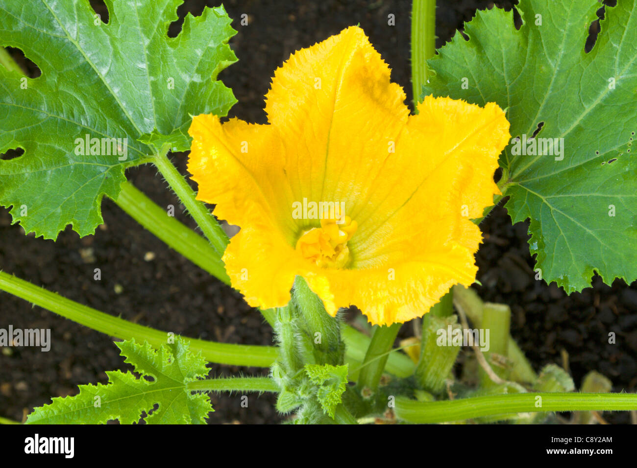 Courgette plant hi-res stock photography and images - Alamy