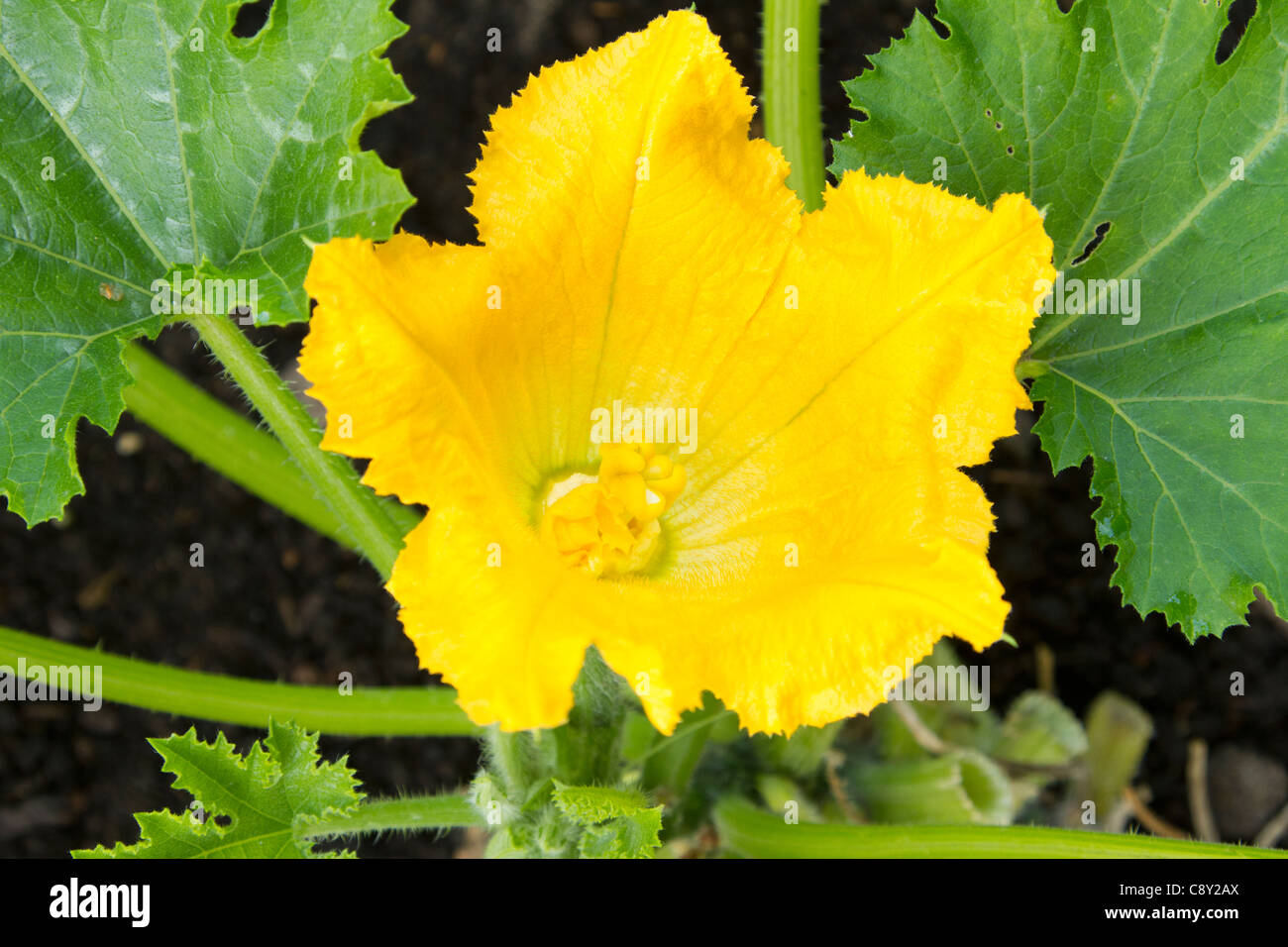 Courgette plant hi-res stock photography and images - Alamy