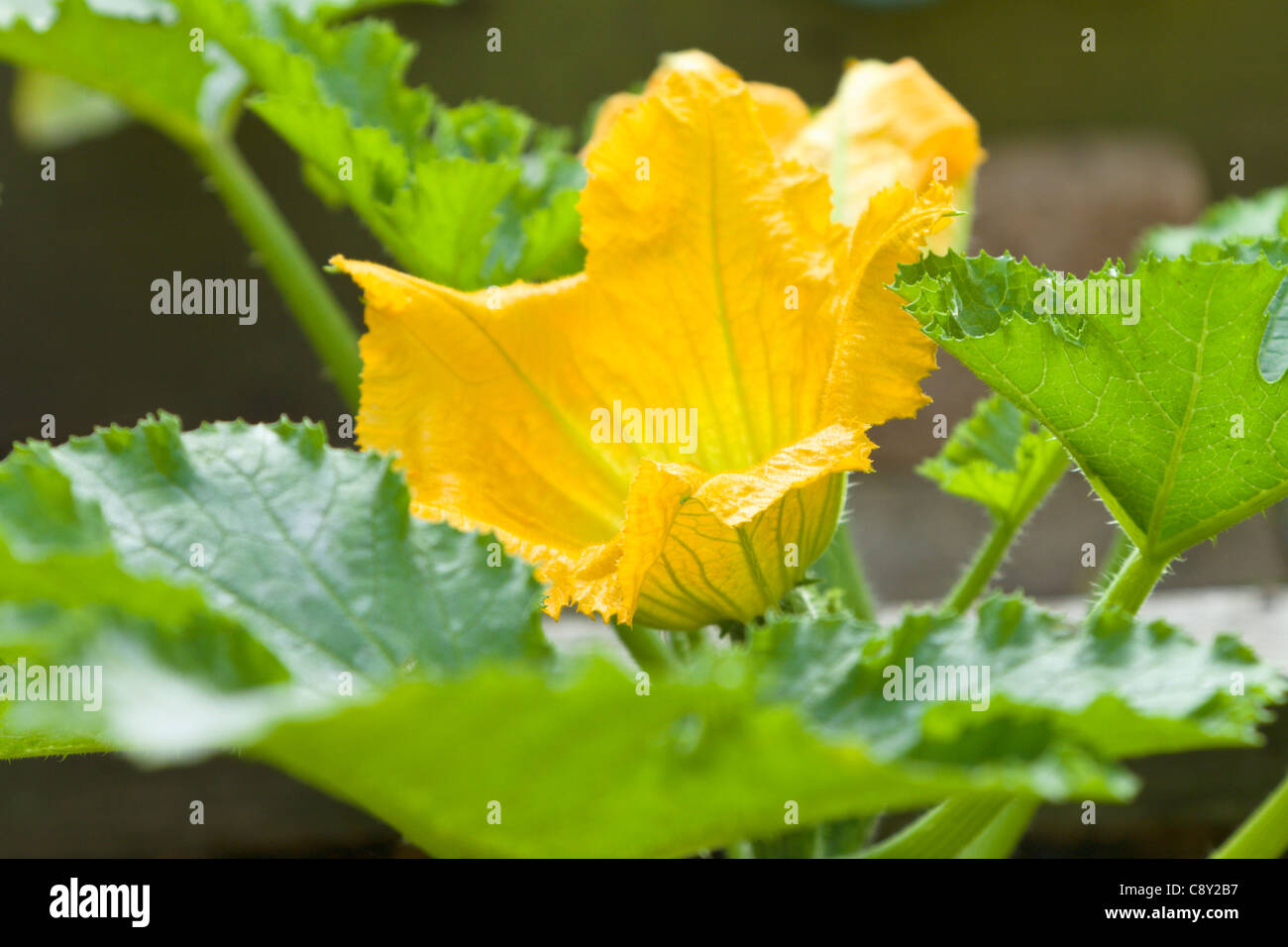 Courgette plant hi-res stock photography and images - Alamy