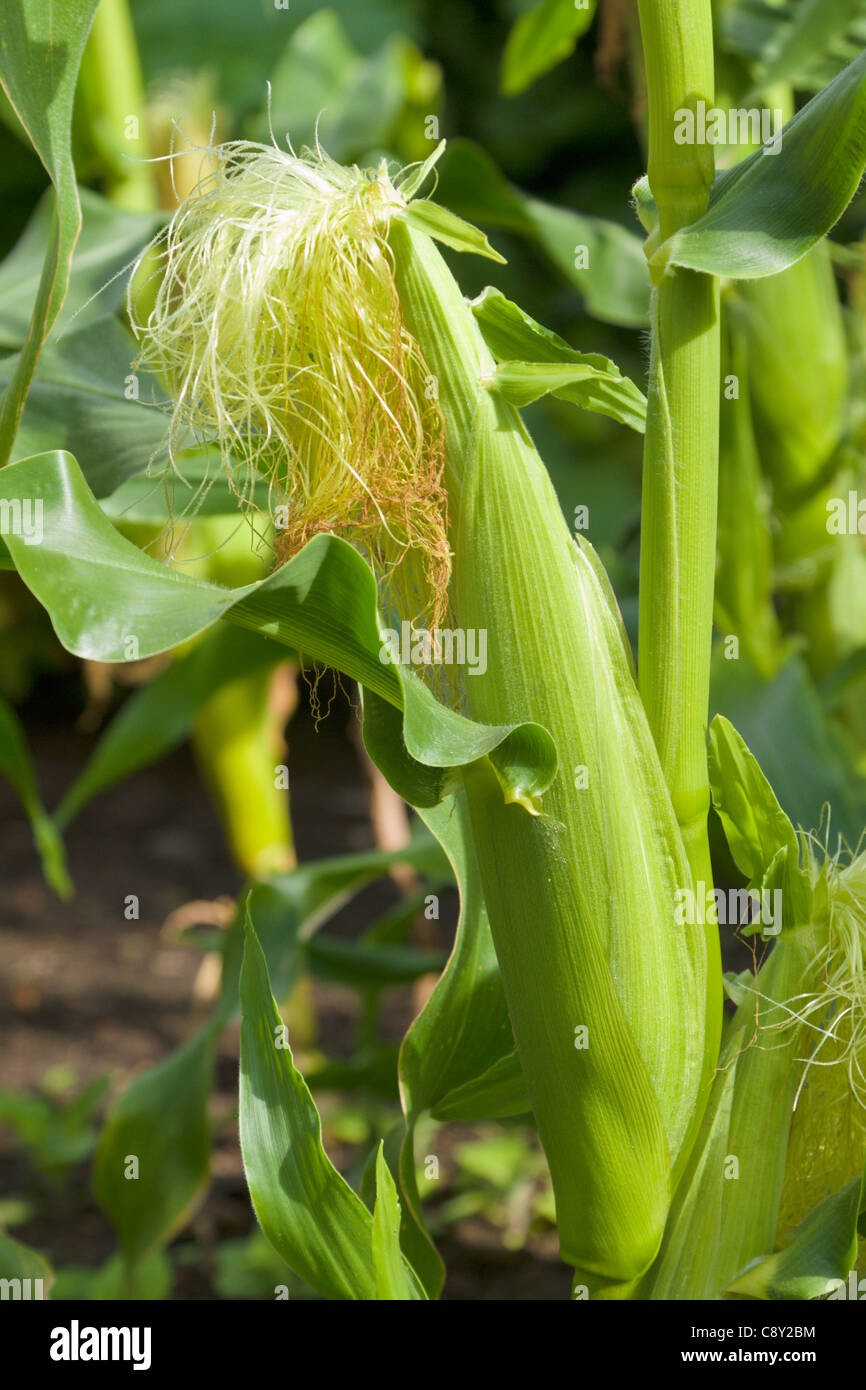 Sweet Corn ready for picking Stock Photo - Alamy