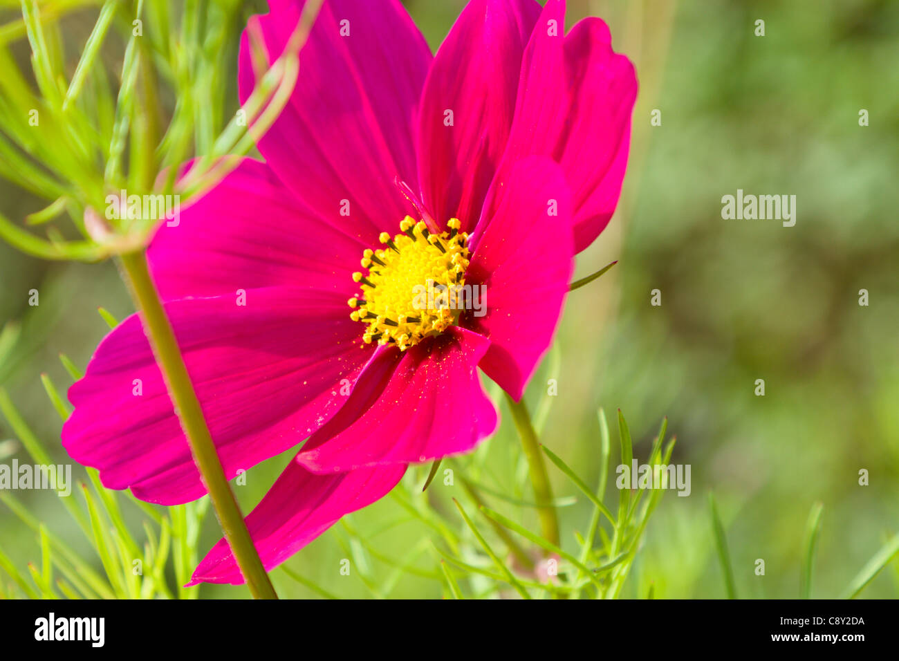 Cosmos herbaceous perennial hi-res stock photography and images - Alamy