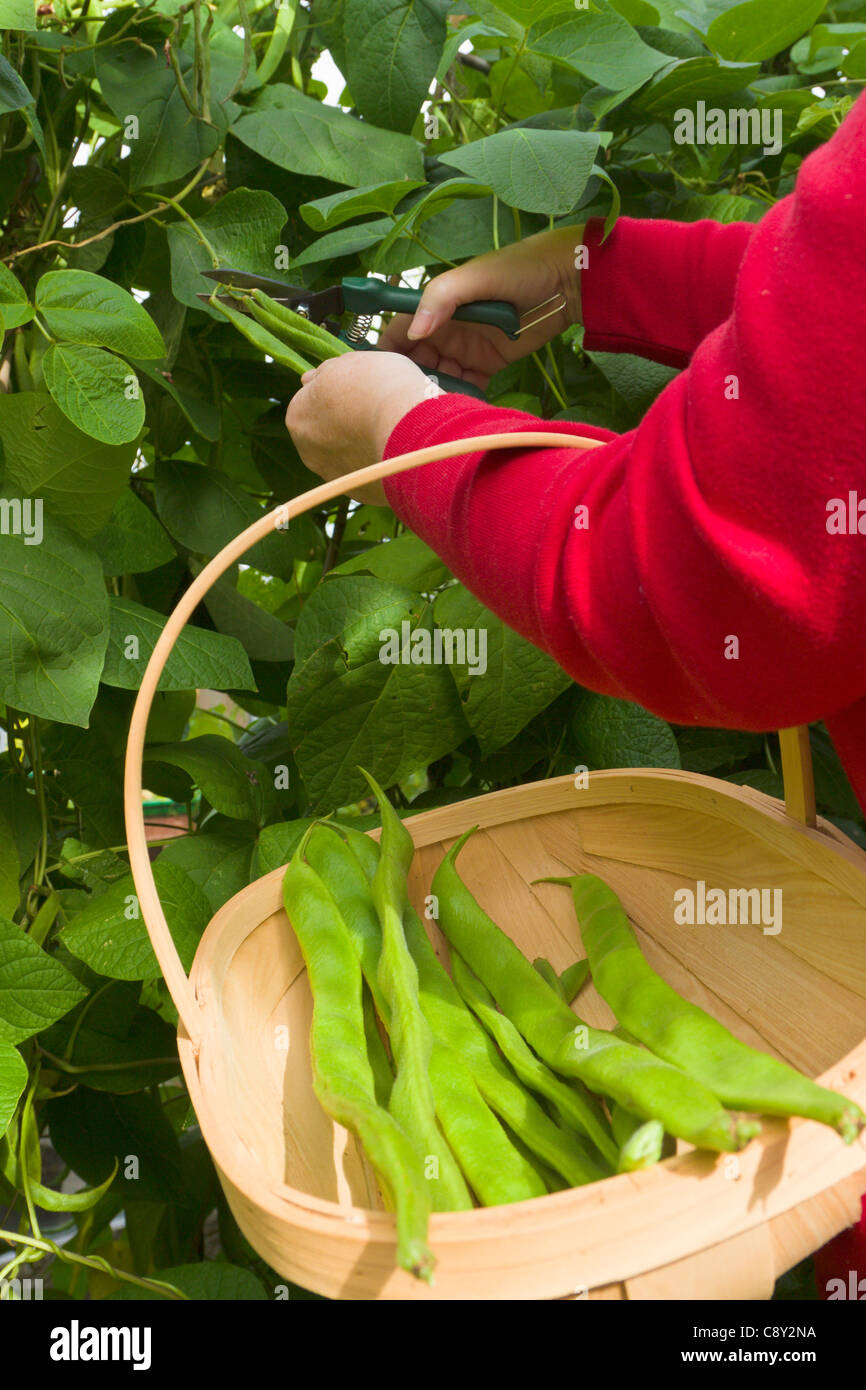 Runner beans hi-res stock photography and images - Alamy
