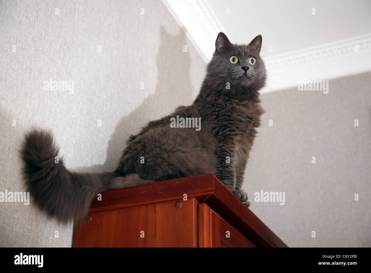 Playing cat on top Stock Photo - Alamy