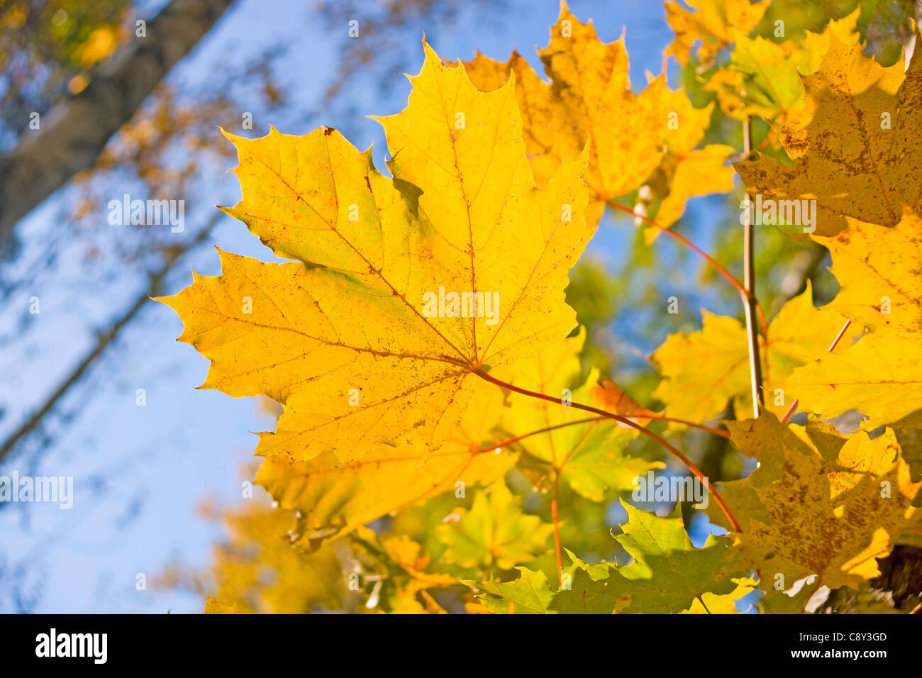 Yellow autumn leaf Stock Photo - Alamy