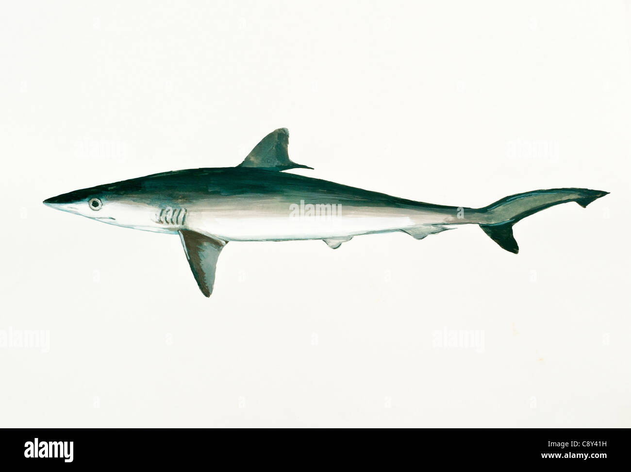 Milk Shark Rhizoprionodon acutus, Carcharhinidae Stock Photo - Alamy