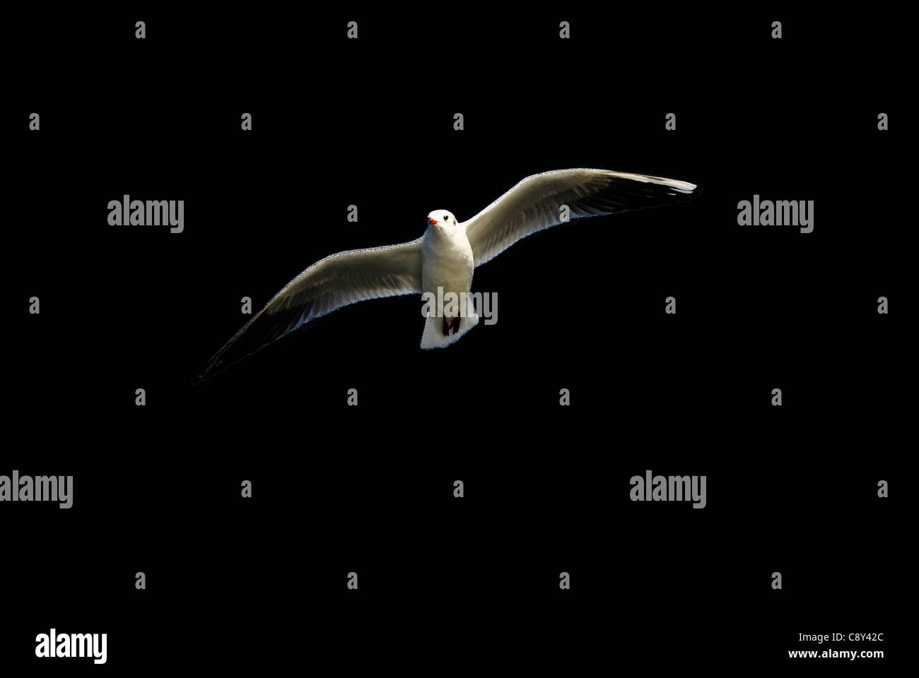 Single sea gull flying Stock Photo - Alamy