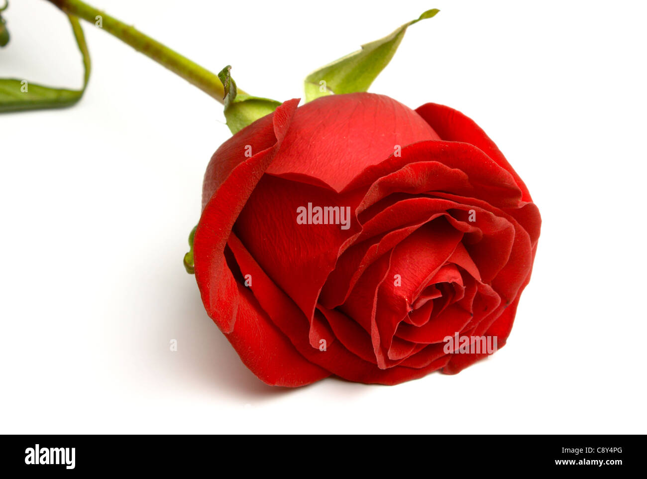 head of red rose isolated on white Stock Photo - Alamy