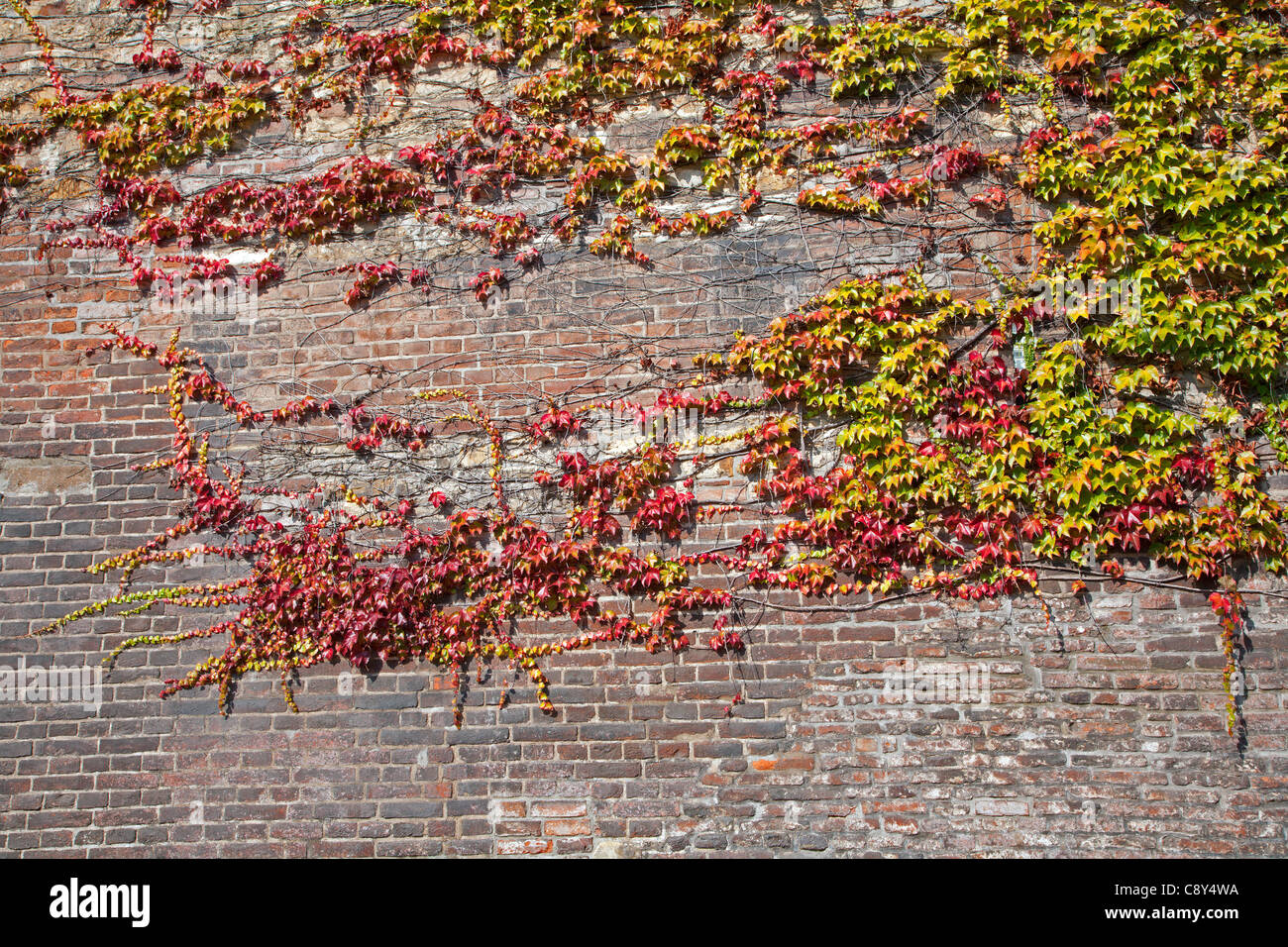 Ivy wall hi-res stock photography and images - Alamy