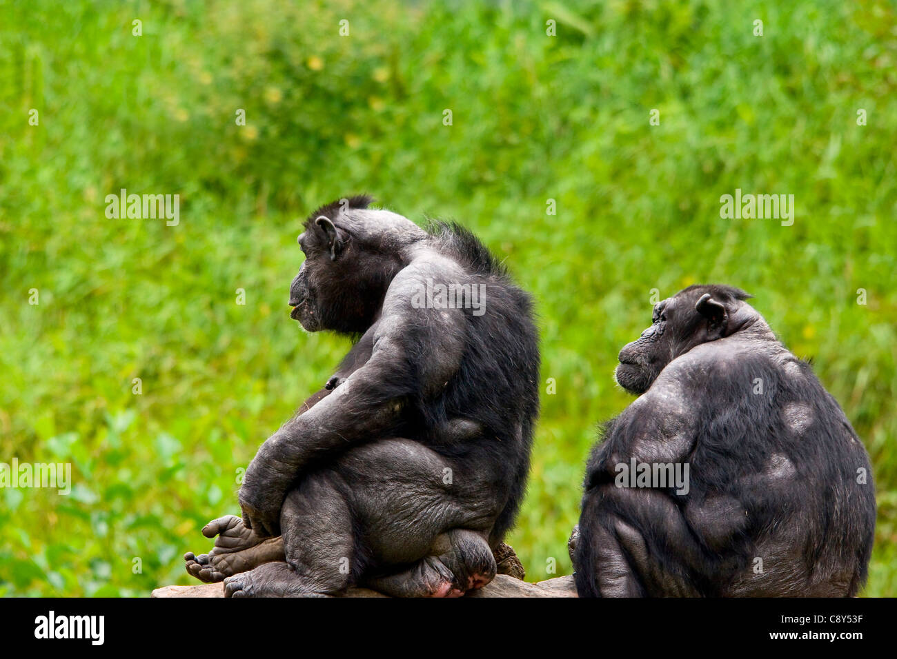 Monkeys and mon hi-res stock photography and images - Alamy
