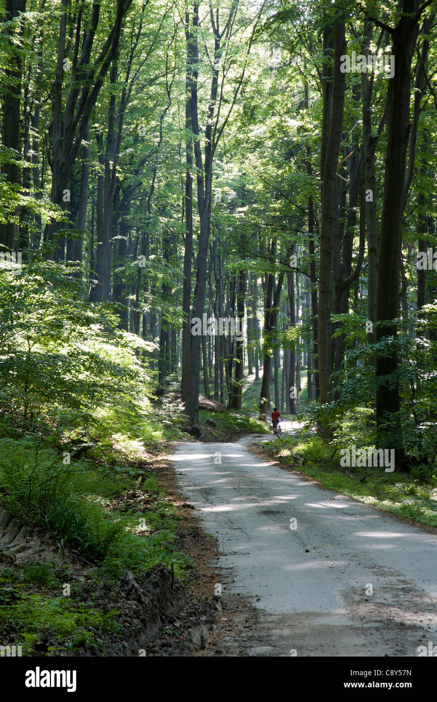 way in forest Stock Photo - Alamy