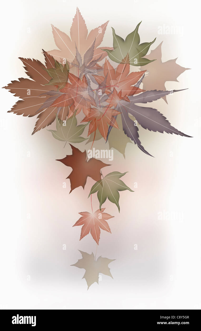 Various Size Of Maple Leaves Stock Photo - Alamy