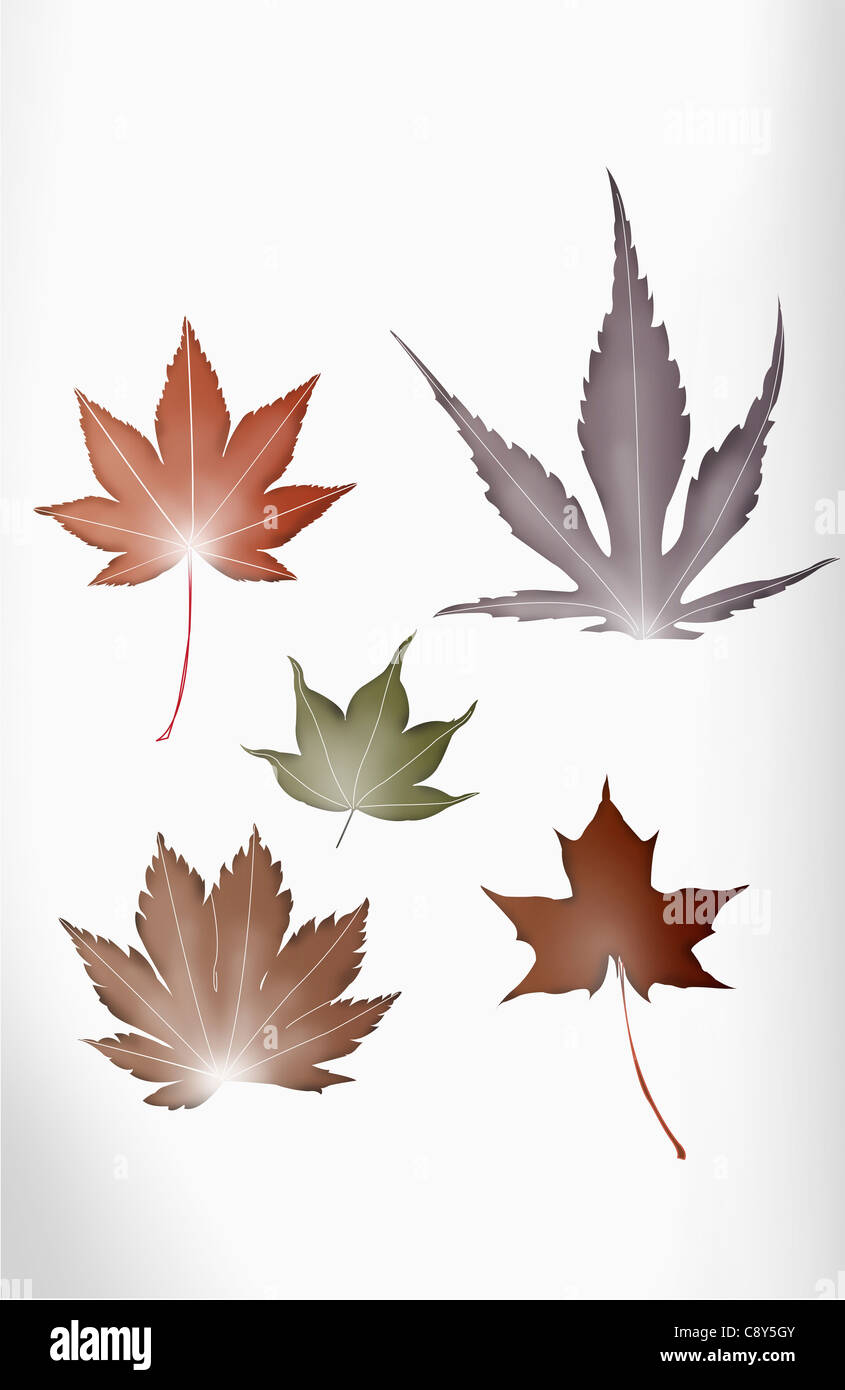 Five Maple Leaves Stock Photo - Alamy