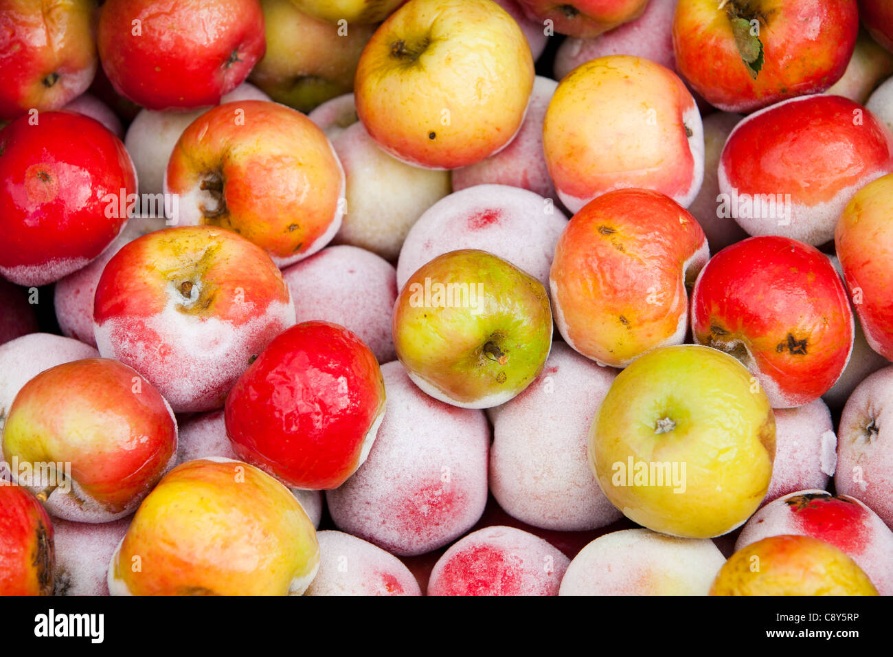 Frozen apples hi-res stock photography and images - Alamy