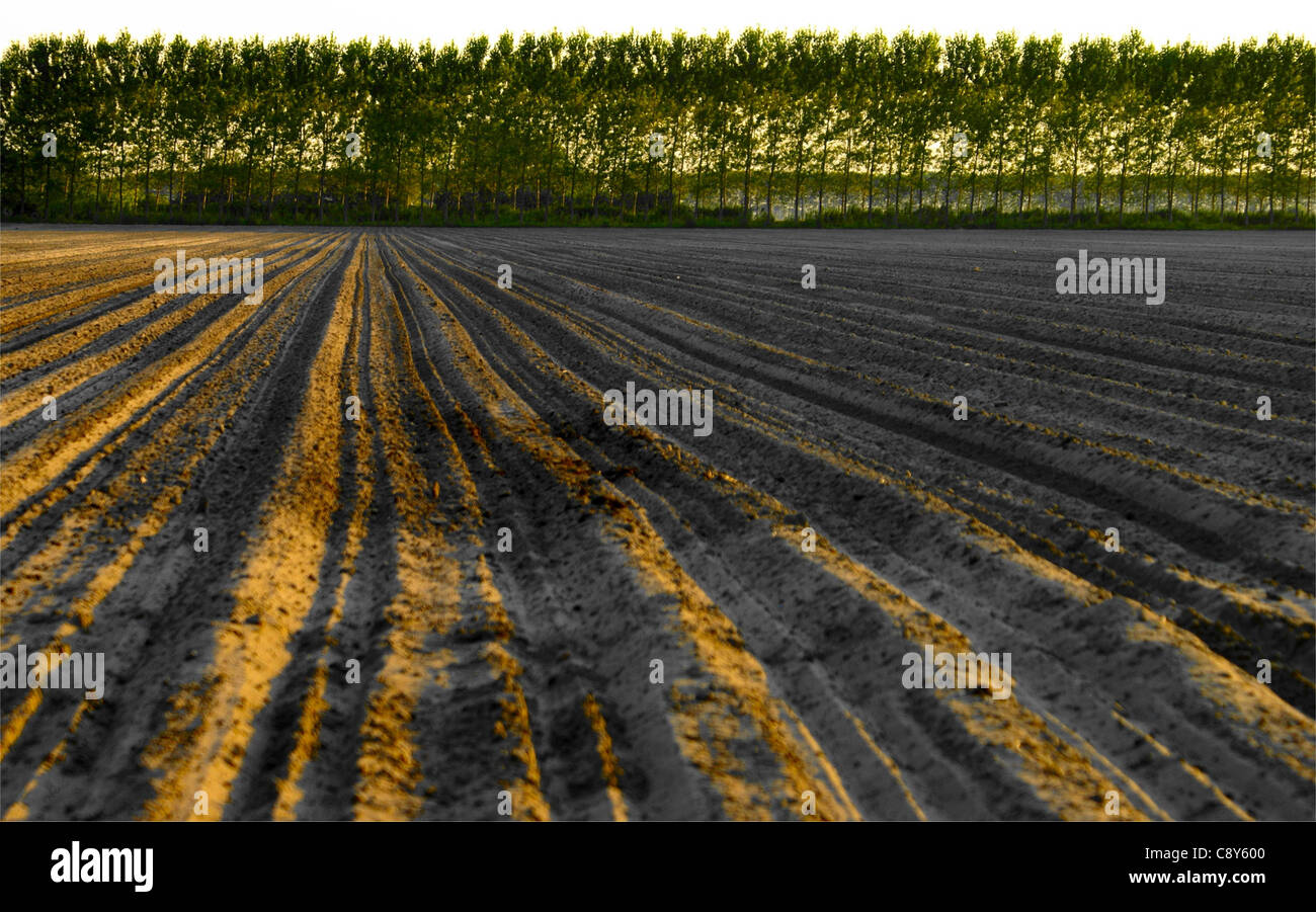 Picture of an italian field in the evening Stock Photo - Alamy
