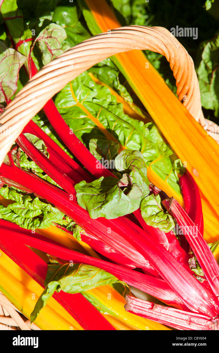 Yellow red chard hi-res stock photography and images - Alamy