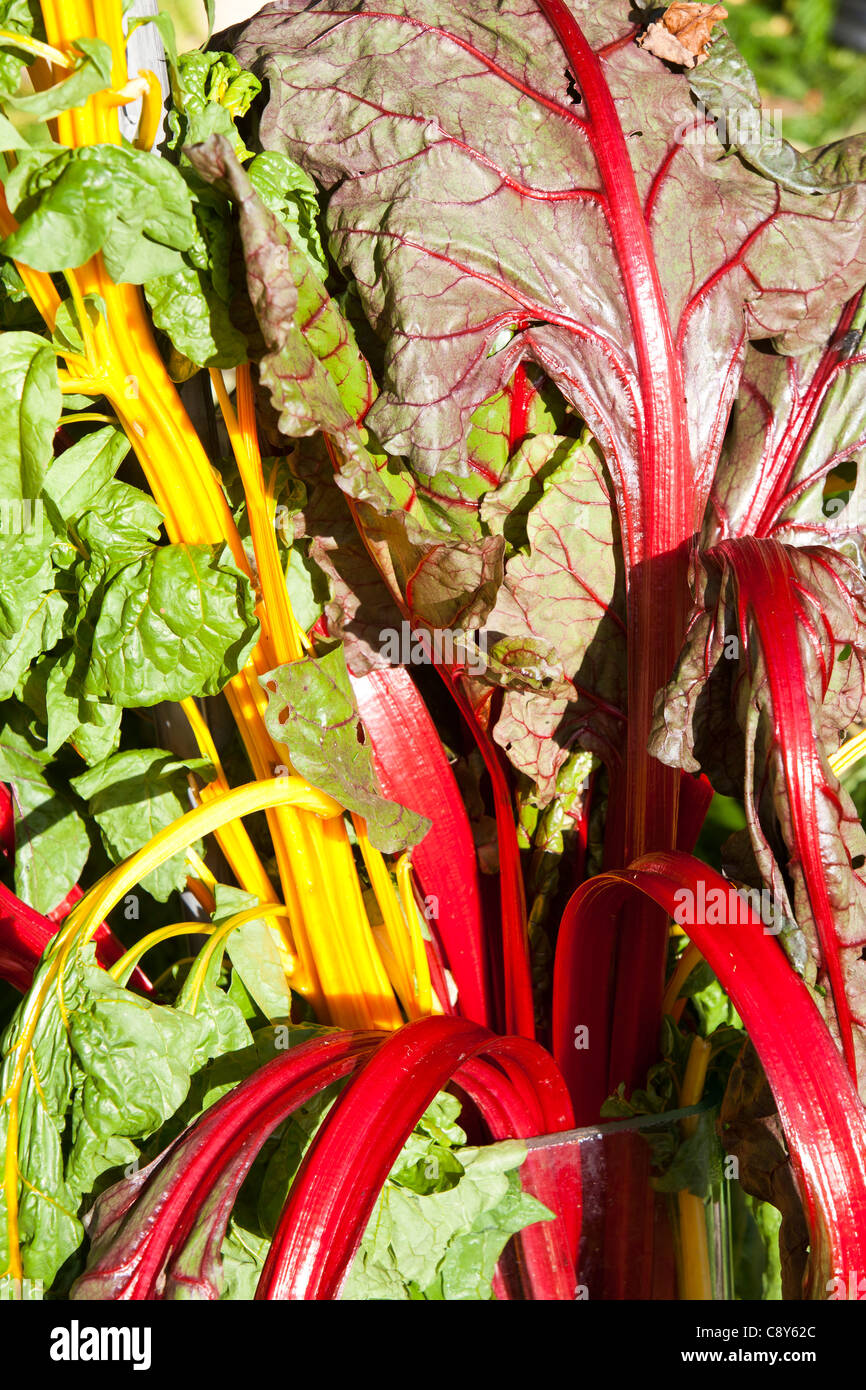 Yellow red chard hi-res stock photography and images - Alamy