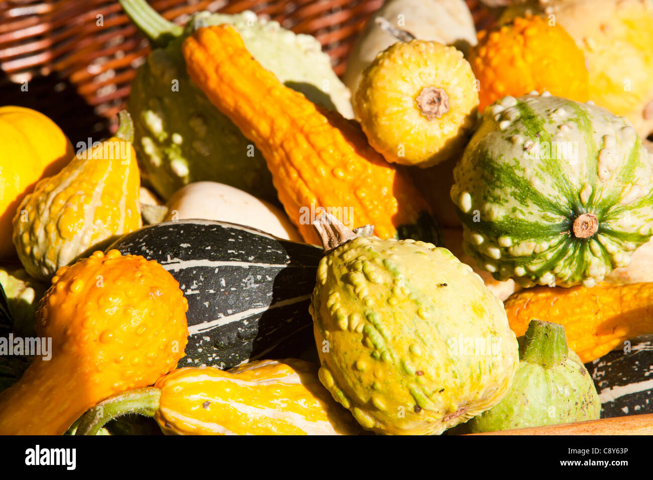 Gourds in Autumn Stock Photo - Alamy