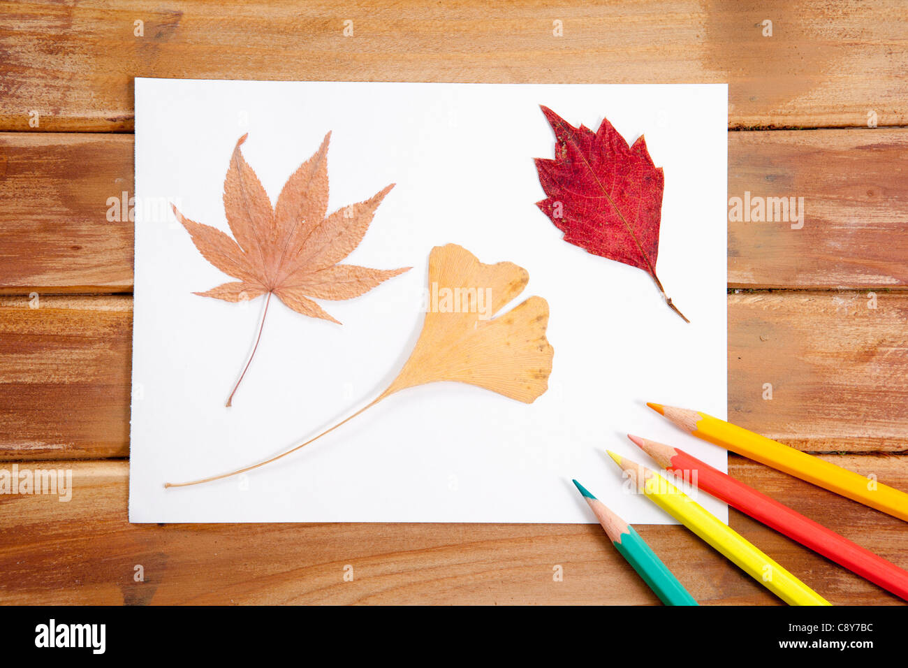 Four Color Pencils And Fallen Leaves On White Paper Stock Photo - Alamy
