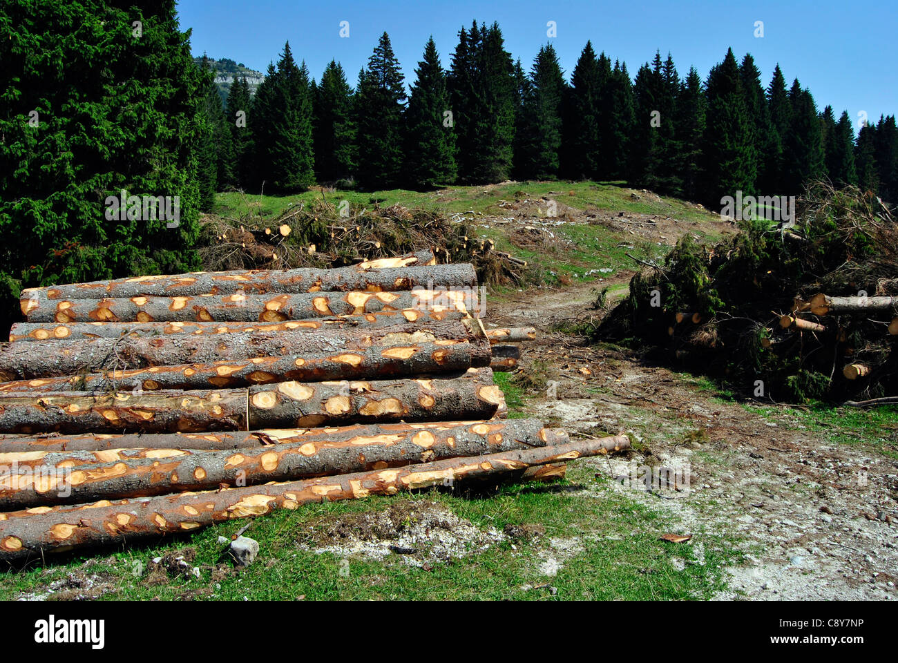 Wood Logs at Edge of Autumn Forest . In Italy, Trentino Tyrol Stock ...