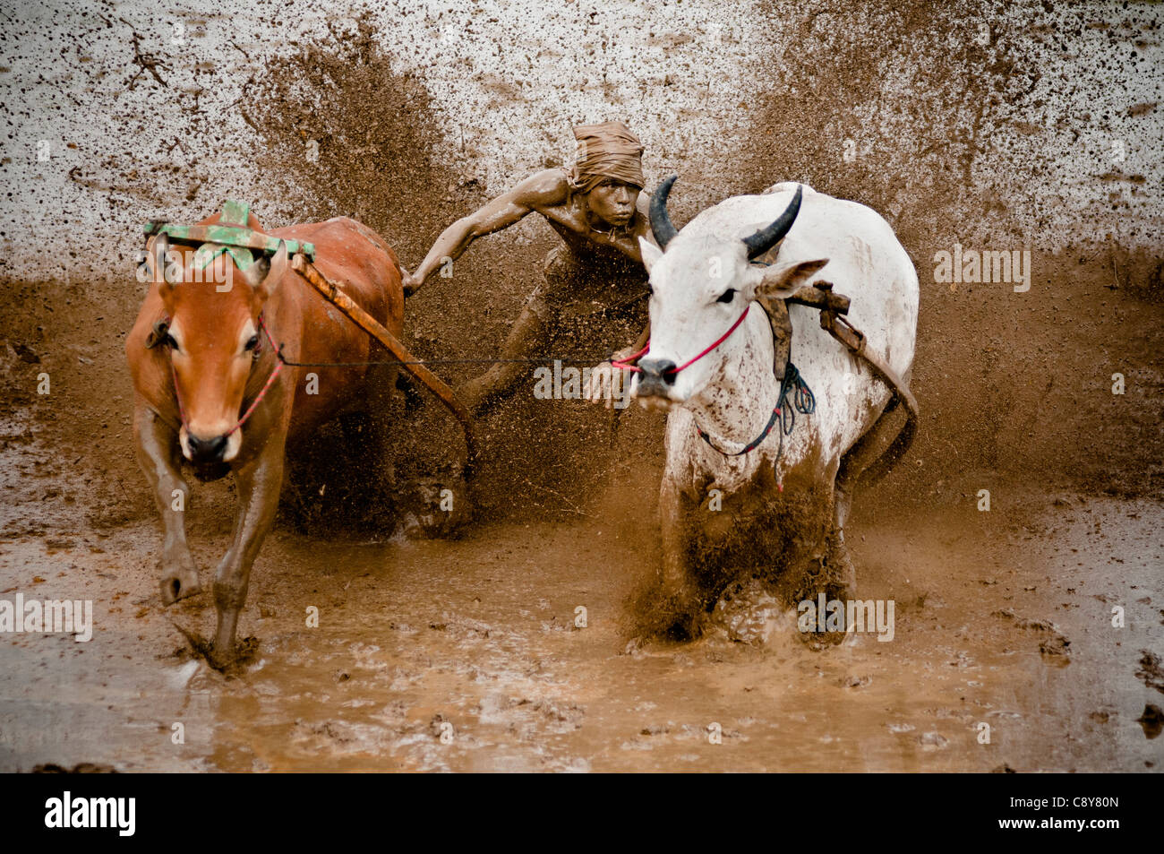 Runway cows, cow racing Riders who are serious about controlling speed ...