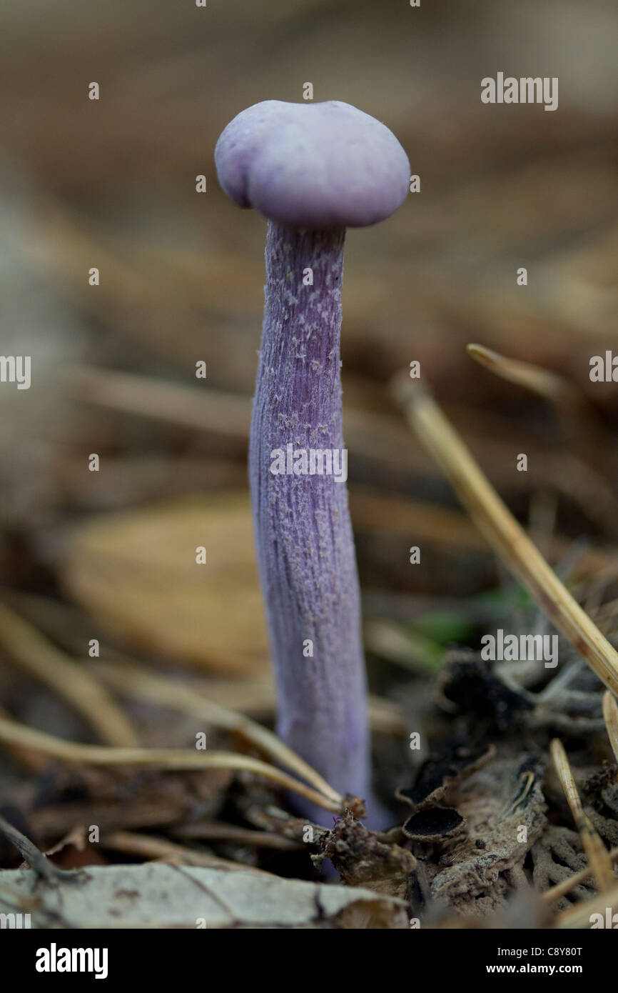 The deceiver uk hi-res stock photography and images - Alamy