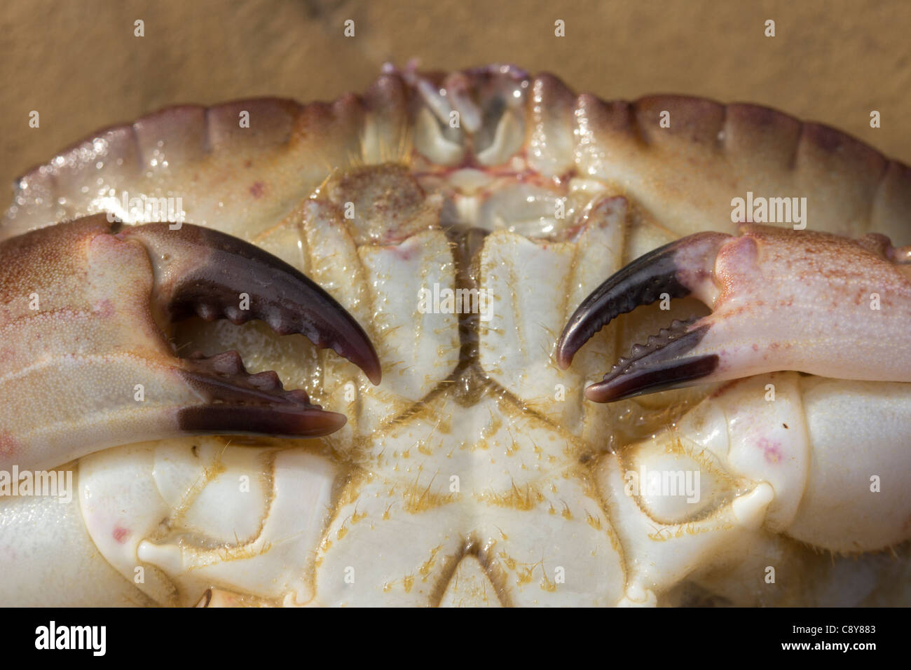 Dead crab on the shore. Dorset, UK Stock Photo - Alamy