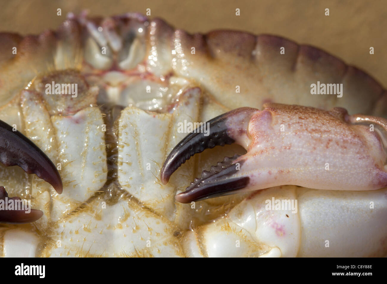 Dead Crab High Resolution Stock Photography and Images - Alamy