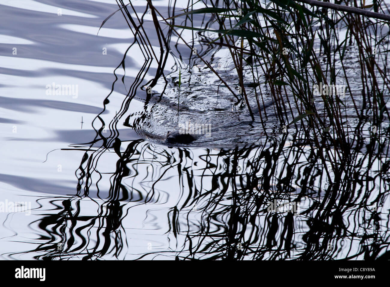 Eurasian otter (Lutra lutra) swimming through reedbed at dawn. Dorset ...