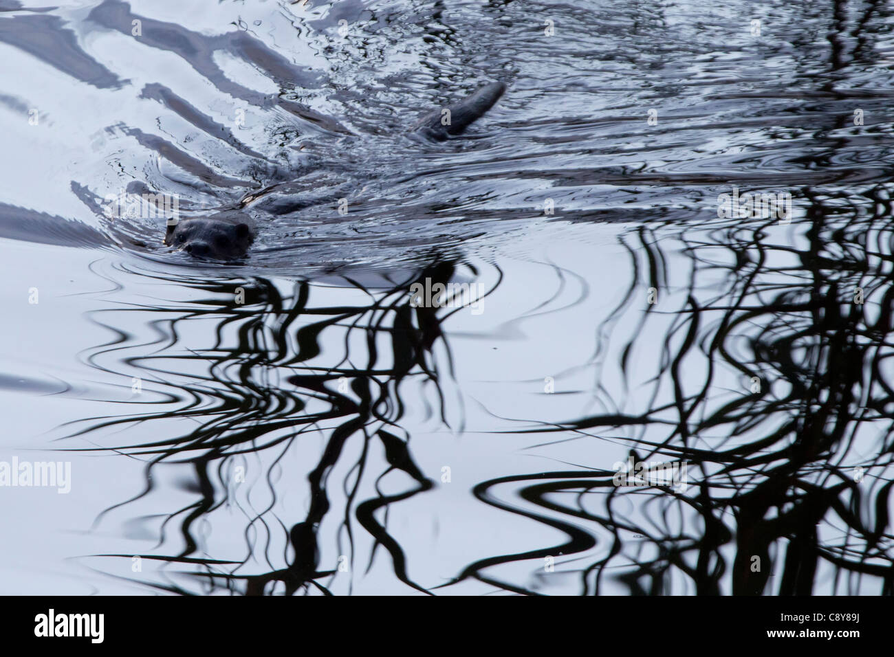 Freshwater otter hi-res stock photography and images - Alamy