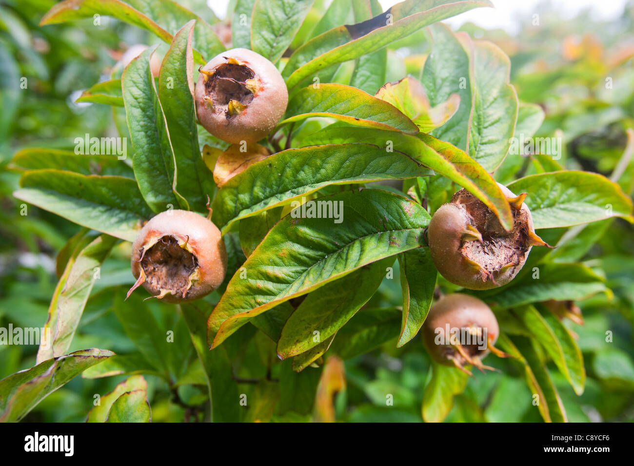 Medlar harvest hi-res stock photography and images - Alamy